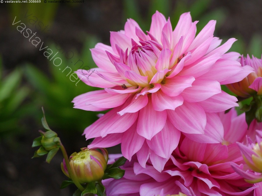 Kuva: Vaaleanpunainen - kukka daalia dahlia joriini kukinto ...