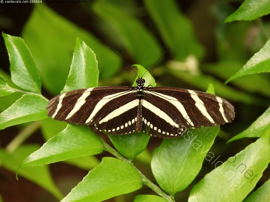 Kuva: Perhonen 1 - luonto kaunis perhonen mustavalkoinen raidallinen ...