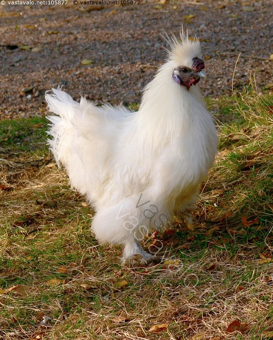 Kuva: Kukko - kukko silkkikana rotu siipikarja lemmikki kotieläin ...