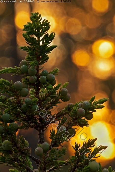 Kuva: Kataja - pensas kataja Juniperus communis marjat aurinko ...