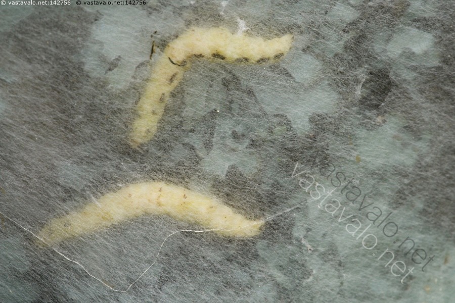 Kuva: Tuomenkehrääjäkoin toukat - perhonen koi koiperhonen ...