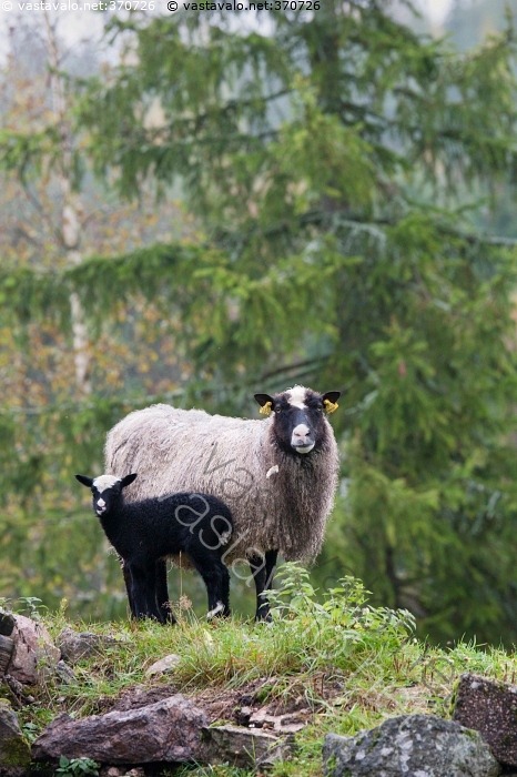 Kuva: Emo ja karitsa - lammas suomenlammas lampaat emo karitsa kaksi ...