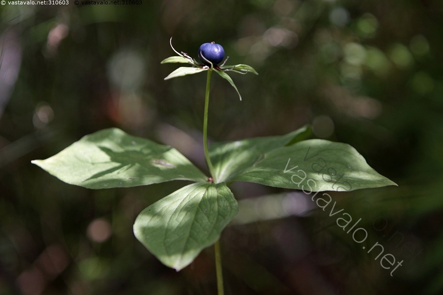 Kuva: Sudenmarja - sudenmarja Paris quadrifolia marja myrkyllinen ...