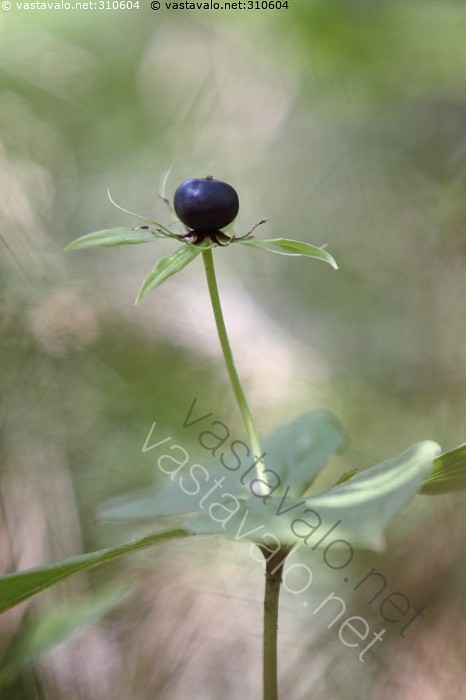 Kuva: Sudenmarja - sudenmarja Paris quadrifolia marja myrkyllinen ...