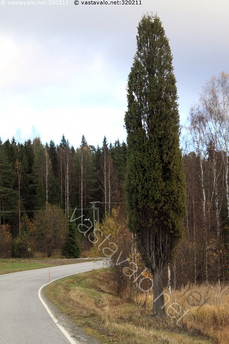 Kuva: Pylväskataja - puut puu kataja katajat pensas pensaat puulaji ...