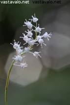 Kuva: Varjo lehdellä - oravanmarja Maianthemum bifolium nuppu nuput ...