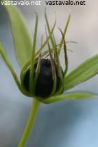 Hakutulokset - karhunmarja - Kuvapankki - Kuvatoimisto Vastavalo.net