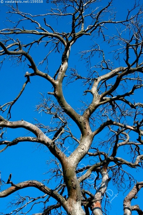 Kuva: Kelo - mänty pinus sylvestris kelo turku ruissalo kelohonka honka ...