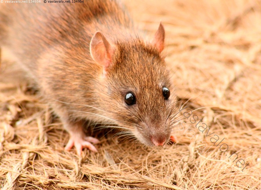 Kuva: Rotta - rotta rattus norvegicus jyrsijä tuhoeläin tuholainen ...