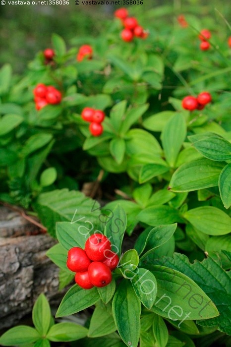 Kuva: Ruohokanukka Cornus suecica - Ruohokanukka Cornus suecica ...