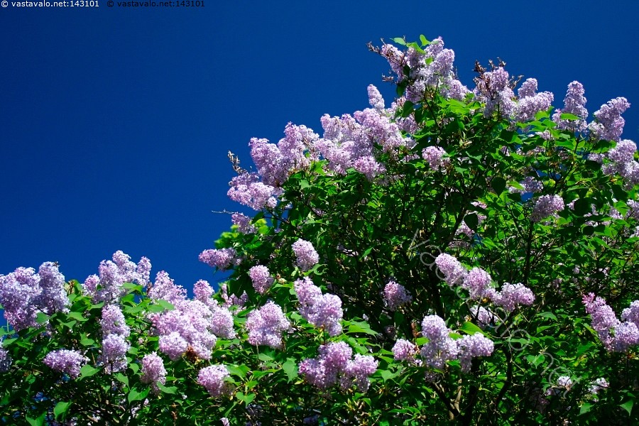 Kuva: Syreeni kukkii - pihasyreeni syreeni sireeni syringa vulgaris ...