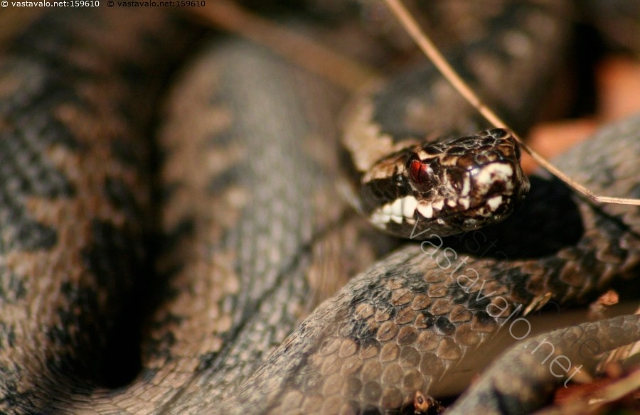 Kuva: Kyy - kyy kyykäärme vipera berus käärme matelija turku ruissalo ...