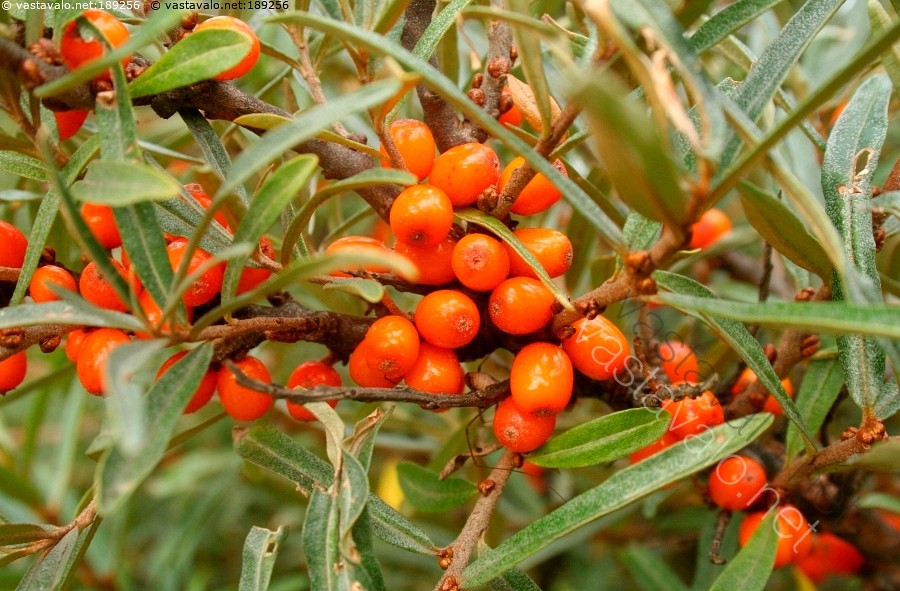 Kuva: Tyrni - tyrni rhamnoides hippophae marja tyrnimarja tyrninmarja ...