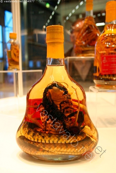 Kuva: Vietnamilainen käärmeviina - vietnam käärmeviina viina käärme ...