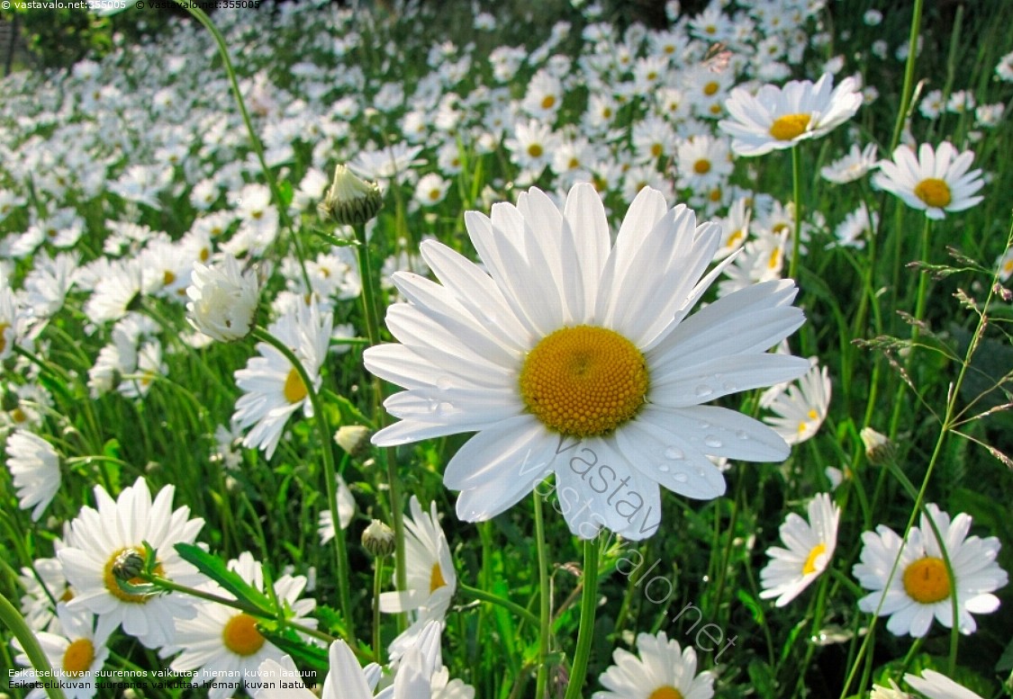 Kuva: Rakastaa ei rakasta - kasvi kukka kukat päivänkakkara kukkia ...