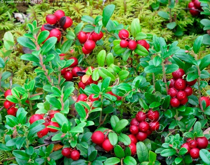 Kuva: Pirteät puolukat - puolukka Vaccinium vitis-idaea varpu varvut ...