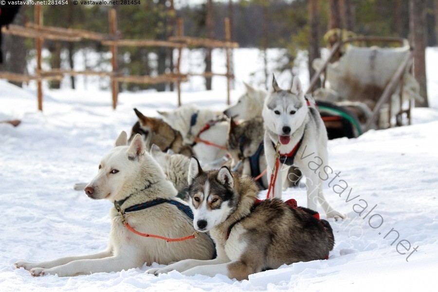 Kuva: Tauolla - valjakko koiravaljakko koira siperianhusky rotu ...