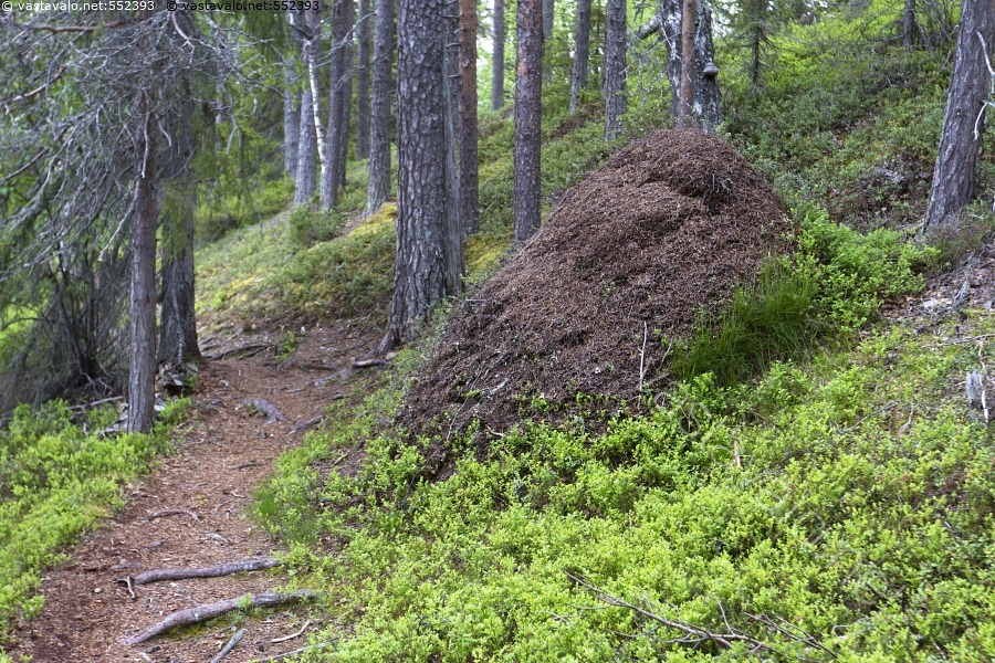 Kuva: Muurahaiskeko - muurahainen murkku kekomuurahainen luonto ...