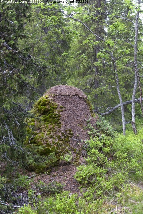 Kuva: Muurahaiskeko - muurahainen murkku kekomuurahainen luonto ...