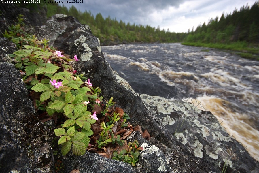 Kuva: Mesimarja - Mesimarja Rubus arcticus kukka lehti kasvi vihreä ...