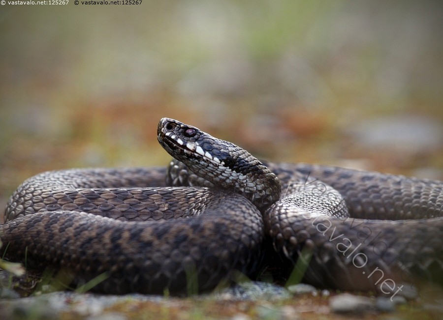 Kuva: Kyy - kyy vipera berus myrkkykäärme matelija horros peto syksy ...