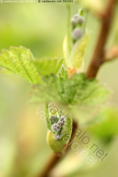 Kuva: Mustaviinimarja - mustaherukka Ribes nigrum viinimarja ...