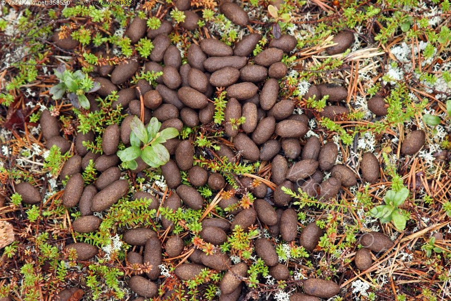 Kuva: Hirvenuloste - uloste hirvi hirven papana kasa kakka ...