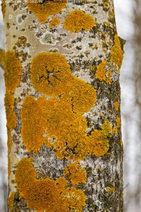 Kuva: Haapa - Haapa Populus tremula puu runko keltainen kuvio luonto ...