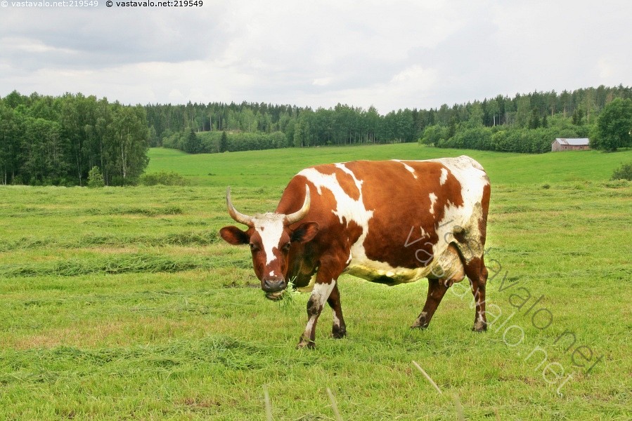 Kuva: Lehmä laitumella - lehmä nauta maaseutu ruoho Bos taurus laidun ...