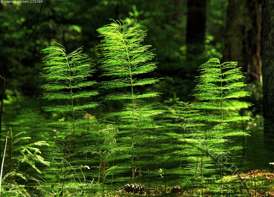 Kuva: Metsäkorte - Equisetum sylvaticum metsäkorte korte metsä kesä ...
