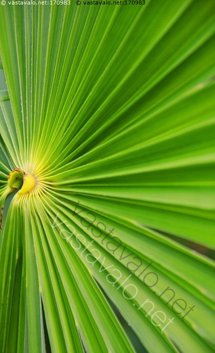 Kuva: Palmu - lehti vihreä palmu Arecaceae Arecales puu kasvi luonto ...
