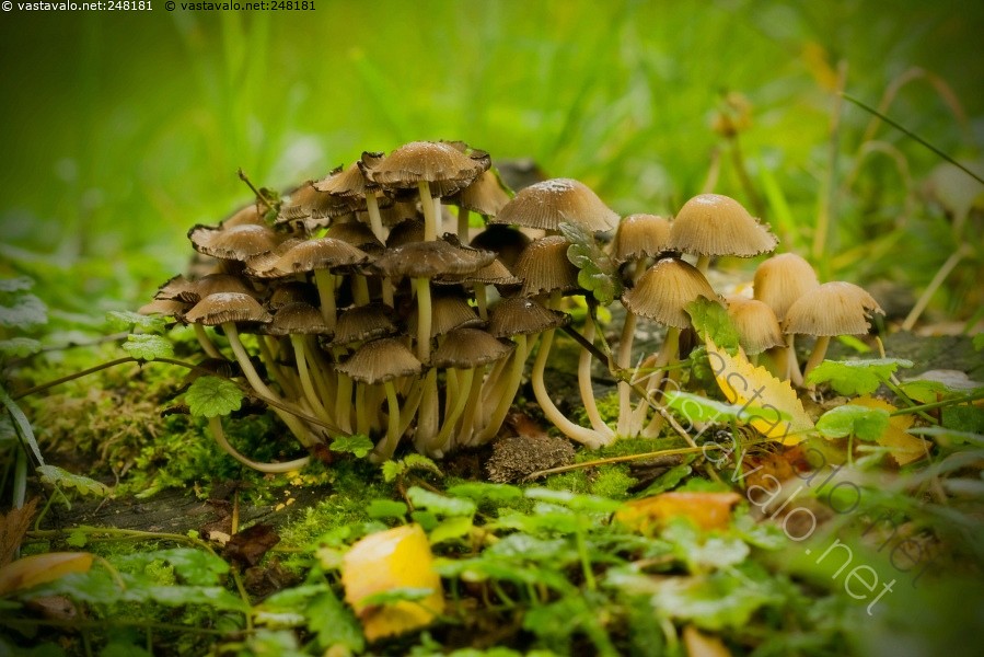 Kuva: Sieniperhe - sieni sienet syksy rypäs sienirypäs monta kasa ...