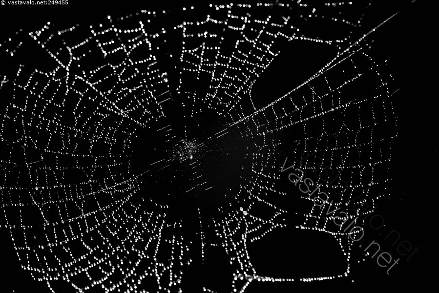 Kuva: Vasten valoa - hämähäkinseitti seitti pisara pisarat pisaroita ...