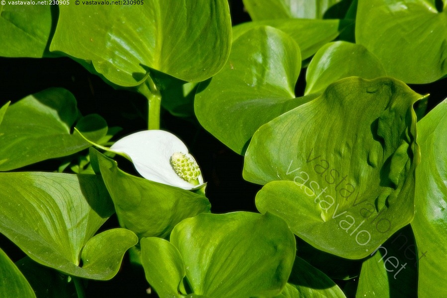 Kuva: Vehka - vehka Calla palustris suovehka vehkakasvit Araceae vihreä ...
