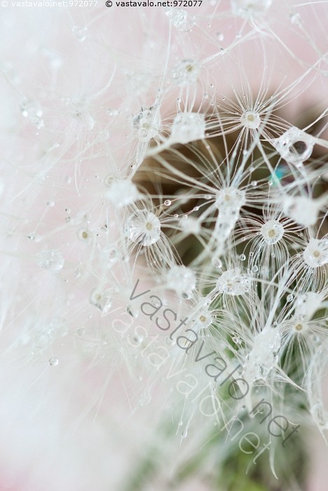 Kuva: Voikukka - Taraxacum officinale höytyvä luonto pehmeä siemen ...
