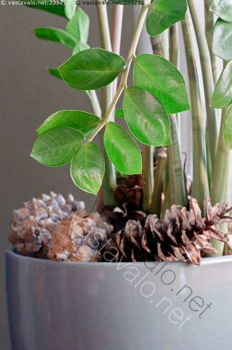 Kuva: Zamioculcas zamiifolia - Zamioculcas zamiifolia huonekasvi ...