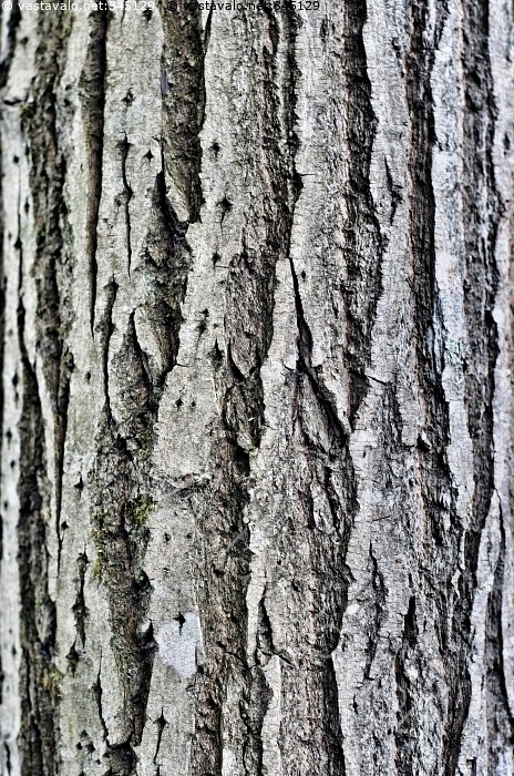 Kuva: Raita - raita kuori puu lehtipuu kuorikerros uurre uurteinen ...