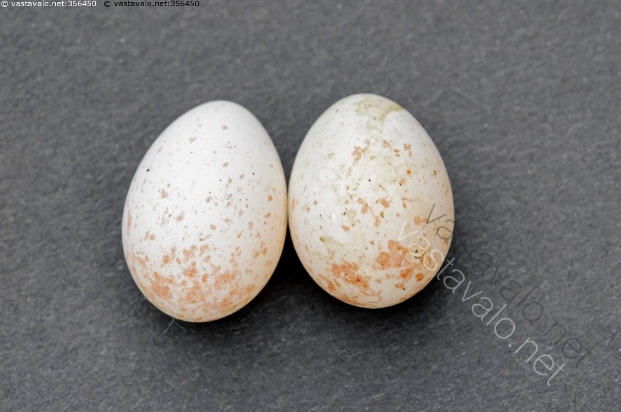 Kuva: Kuoriutumattomat - muna linnunmuna pikkulinnunmuna sinitiainen ...