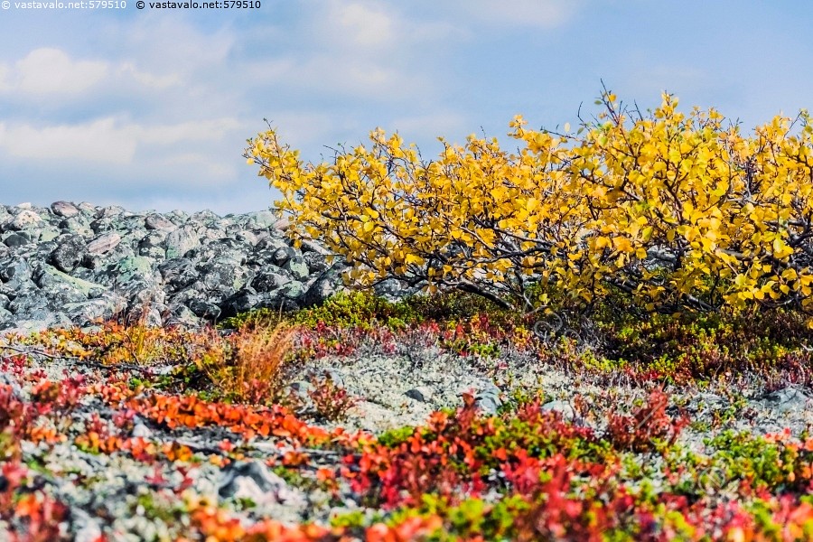 Kuva: Ruskan värit - Pohjois-Norja Finnmark Varangin niemimaa Syksy ...