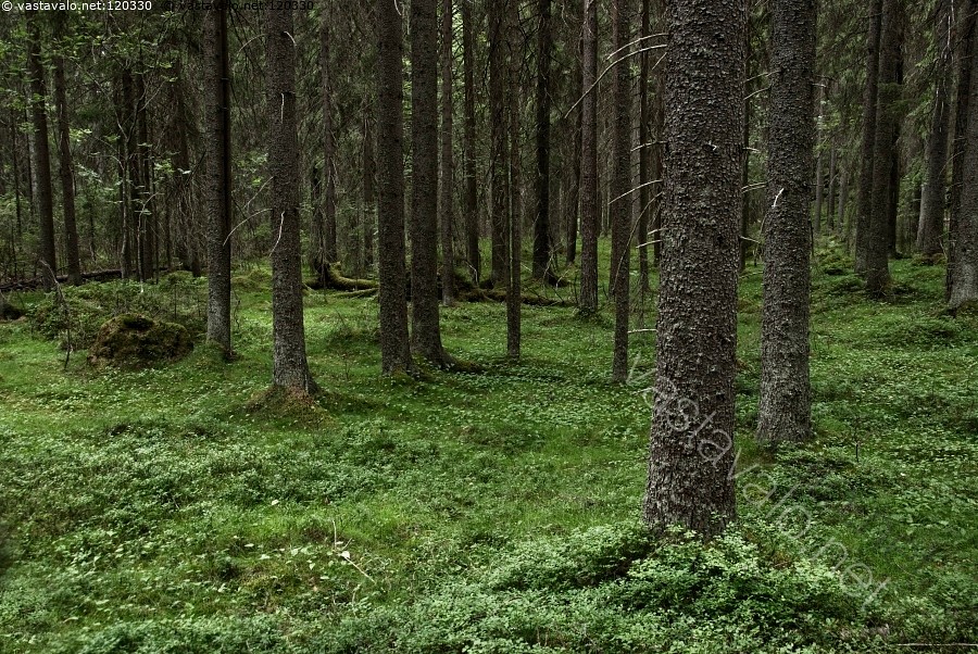 Kuva: Kuusimetsä - kuusi kuusipuu puu kuusimetsä sammalpatja kesä ...