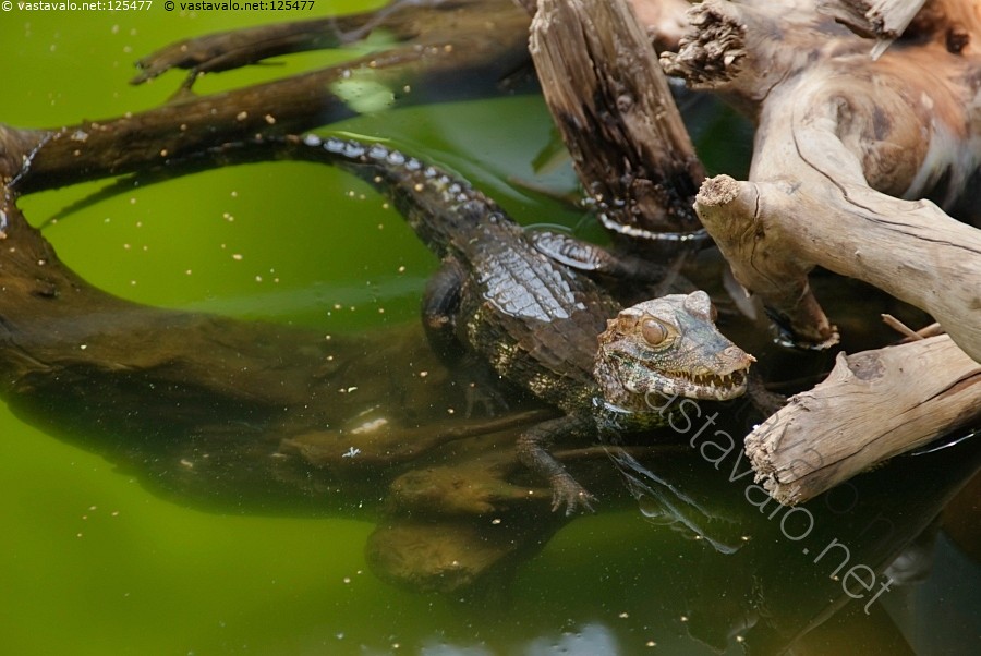 Kuva: kaimaani - kaimaani Paleosuchus palbeprosus korkeasaari helsinki ...