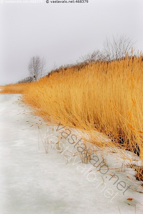 Kuva: Kaislikko - jää ranta ruoko ruoikko kaisla kaislikko rantaviiva ...