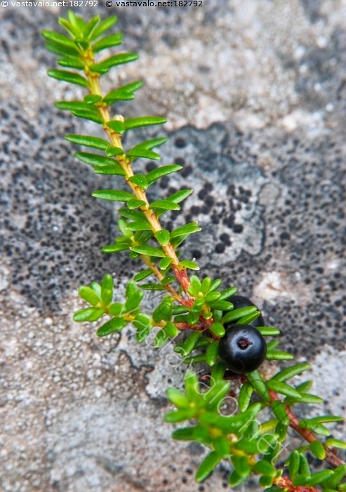 Kuva: variksenmarja - Empetrum nigrum kaarnikka variksenmarja marja ...