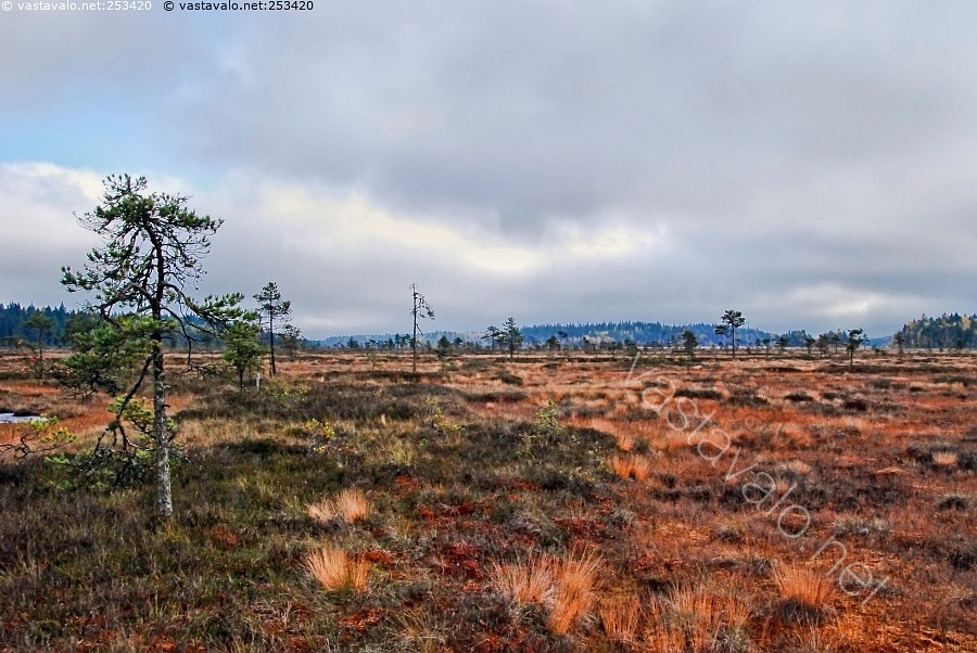Kuva: Suomaisema - neva suo suomaa avosuo Siikaneva Pirkanmaan suurin ...