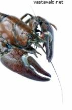 Kuva: Rapu - rapu äyriäinen kymmenjalkainen täplärapu Pacifastacus ...