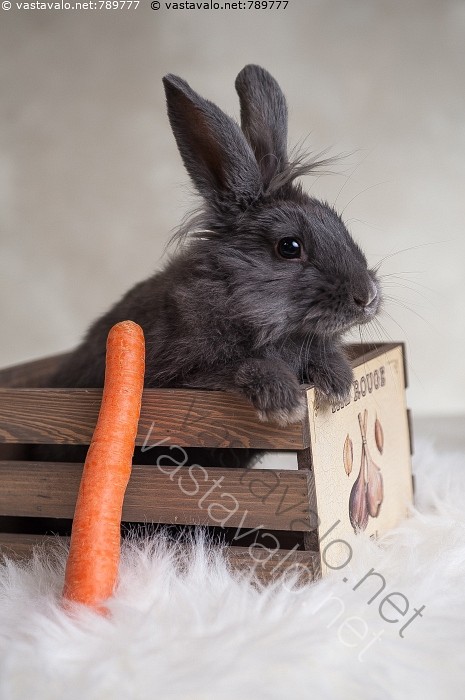 Kuva: Pupu - kani kaniini pupu söpö hauska porkkana laatikossa lemmikki ...