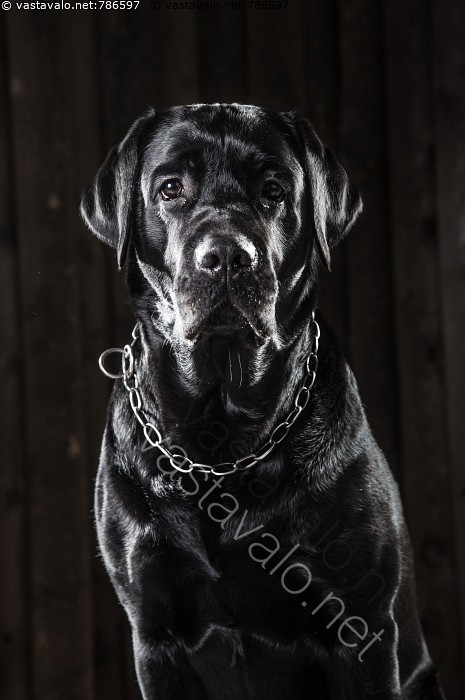 Kuva: vartiokoira - koira julma tumma musta ketju kaulassa vartija ...