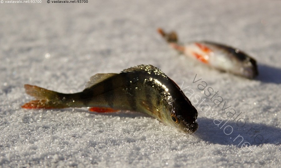 Kuva: Pilkkikalat - ahven ahvenet perca fluviatilis kala laji ...