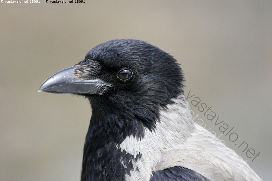 Kuva: Varis - varis katse silmä nokka eteenpäin profiili lähikuva pää ...