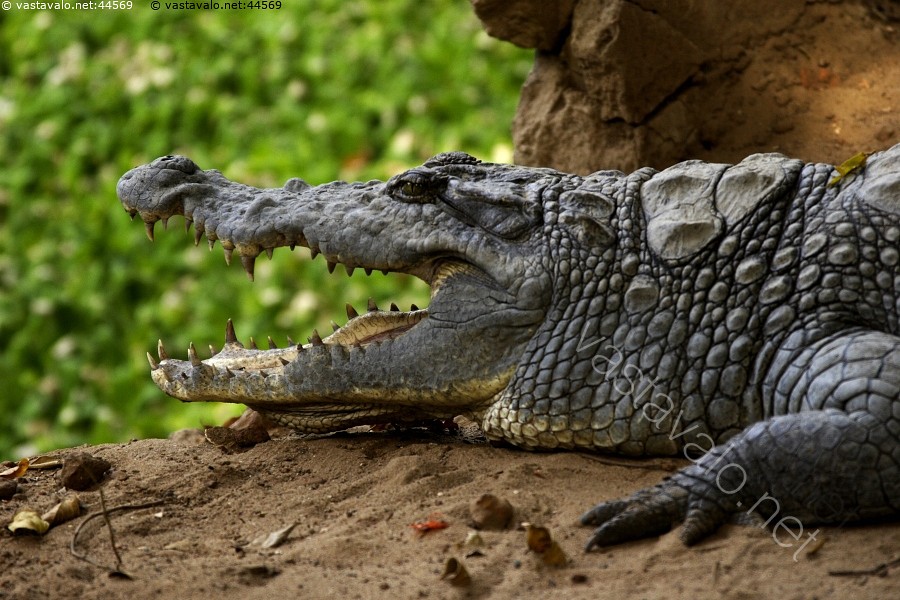 Kuva: Krokotiili - niilinkrokotiili Crocodylus Niloticus crocodile pool ...